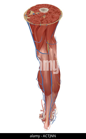 Transverse section of an artery Stock Photo - Alamy