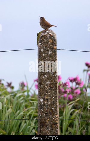 Wild flowers at RSPB Bempton Cliffs, Yorkshire, UK Stock Photo - Alamy