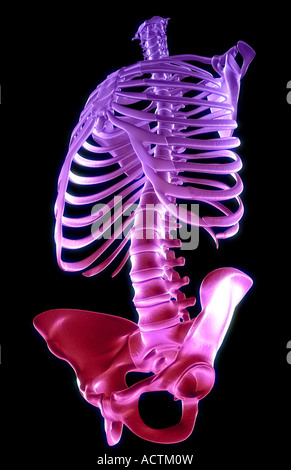 Illustration of bones of the trunk of the human body Stock Photo ...