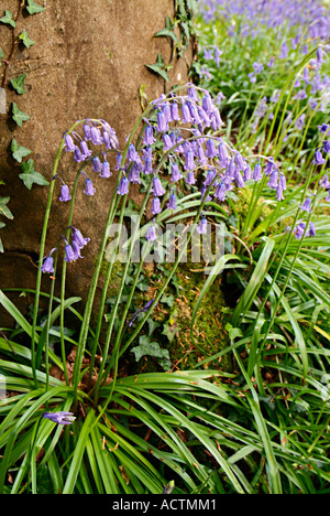 Common bluebell flowers, English or native bluebell (hyacinthoides non ...