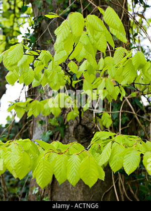 Fresh Spring leaves of a common beech (Fagus sylvatica), leaf shoot ...