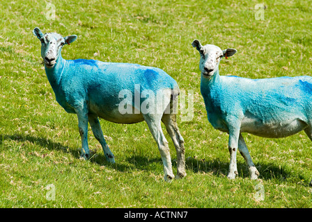 Sheep covered in blue pour-on insecticide for the prevention and ...
