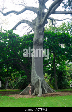 Large emergent kapok tree (Ceiba pentandra) on an Amazonian riverbank ...