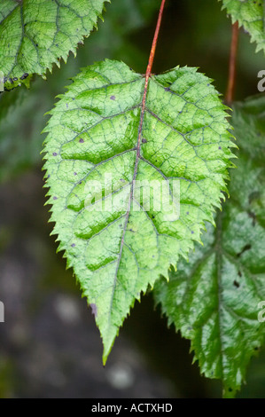 Wineberry or Makomako (Aristotelia serrata), native New Zealand plant ...