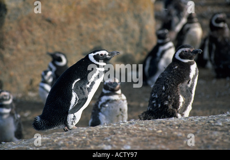 Magellanic penguins Sphenicus magellanicus on Isla Magdalena Patagonia ...