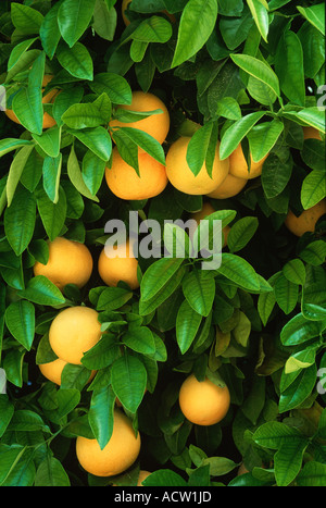 grapefruit-tree with fruit in California Stock Photo - Alamy