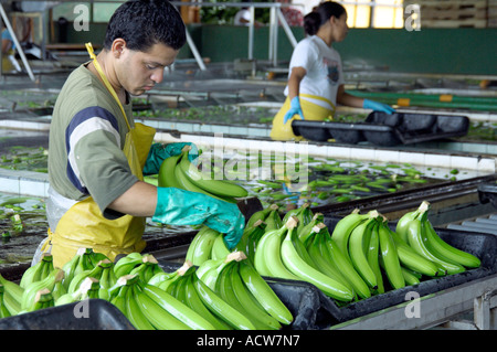 Workers processing bananas at a Dole banana plantation in Costa Rica ...