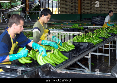 Workers processing bananas at a Dole banana plantation in Costa Rica ...