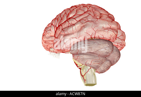 Illustration of the arteries of the human brain (back view Stock Photo ...