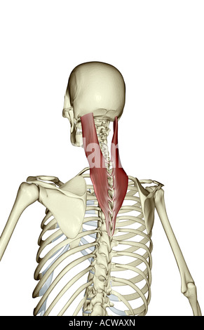 Muscles of the back and neck (splenius capitis muscle, trapezius muscle ...