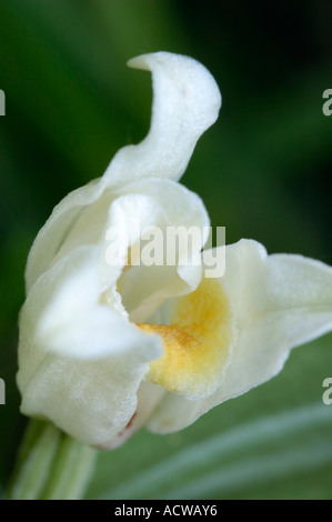 Vertical close-up of white woodland strawberry flowers with yellow ...