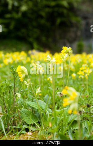 Salthill Quarry nature reserve in Clitheroe, Lancashire, UK Stock Photo ...