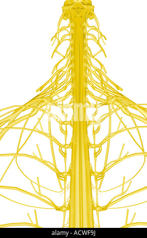 Phrenic nerves, illustration Stock Photo - Alamy