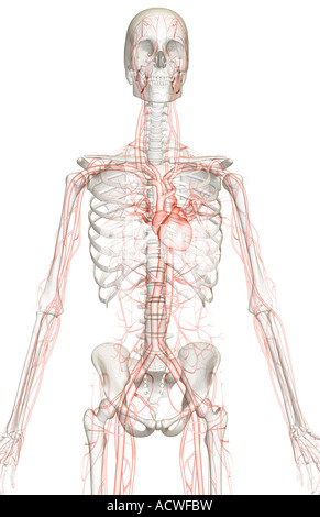 The blood vessels of the upper body Stock Photo - Alamy