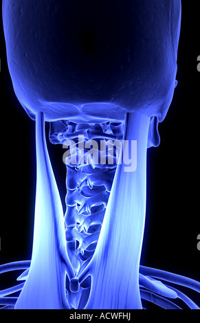 Muscles of the back and neck (splenius capitis muscle, trapezius muscle ...