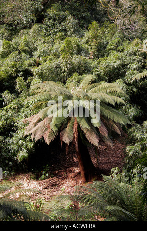 DICKSONIA FIBROSIA. GOLDEN TREE FERN. CYATHEACEAE. DICKSONIACEAE Stock ...