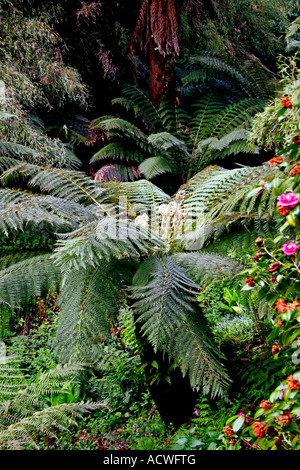 DICKSONIA FIBROSIA. GOLDEN TREE FERN. CYATHEACEAE. DICKSONIACEAE Stock ...