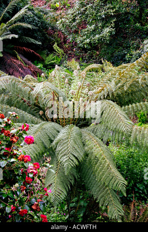 DICKSONIA FIBROSIA. GOLDEN TREE FERN. CYATHEACEAE. DICKSONIACEAE Stock ...