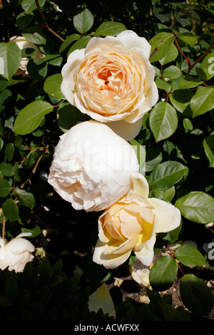 Rose garden of Champagne. Close up shot of a colorful Rose with morning ...