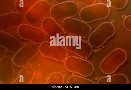 Generic bacterial cells Stock Photo - Alamy
