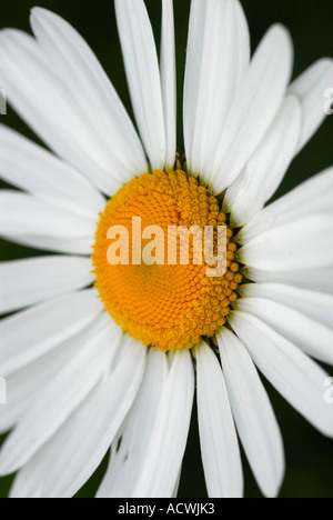 Closeup of Common daisy (Leucanthemum vulgare), also known as the ox ...