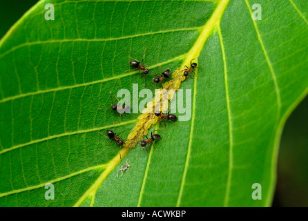Wood ants (Formica rufa) farming aphids. Surrey, UK Stock Photo - Alamy