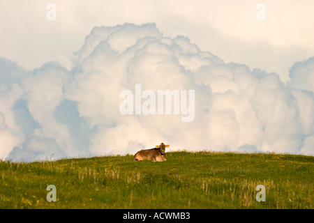 mucca cow to the pasture background cloudy in folgaria trentino alps ...