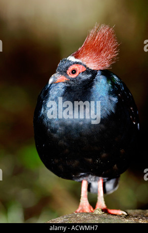 Crested wood partridge Stock Photo - Alamy