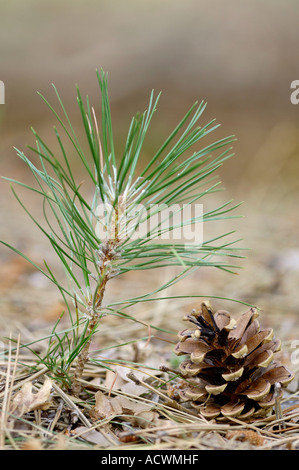 Aleppo pine (Pinus halepensis), seedling and cone, Provence, Southern ...