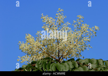 Japanese Angelica Tree (Aralia mandshurica), Aralia elata, Ivy family ...