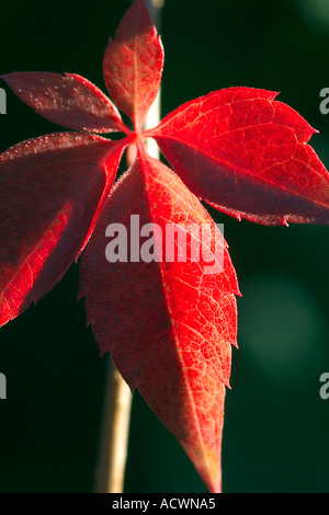 Vine leaf in fall Stock Photo - Alamy