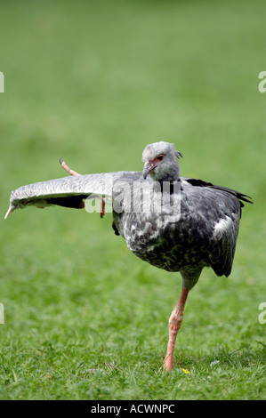 Southern Screamer Bird Stock Photo - Alamy