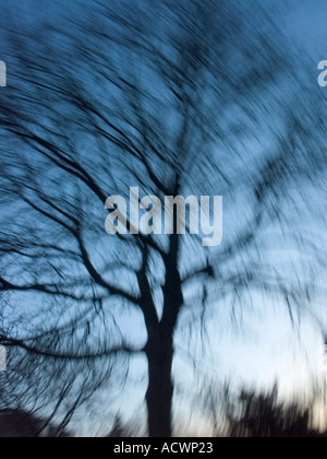Time exposure of a barren trees at twilight Stock Photo - Alamy