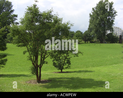 paperbark maple (Acer griseum), single tree in a park in winter Stock ...