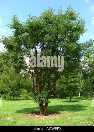 paperbark maple (Acer griseum), single tree in a park in winter Stock ...