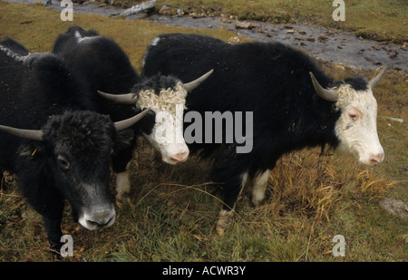 Yak Young Yaks possibly dzos which are yak bull x cow at Tumbatse in ...