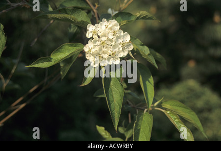 Sikkim Crab Apple Malus sikkimensis leaf and fruit Sengor Eastern ...