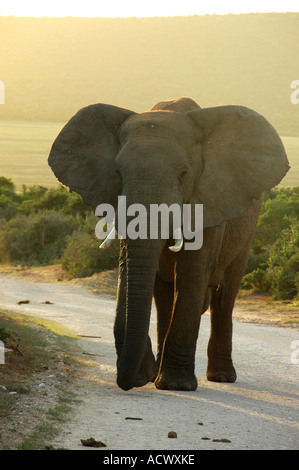 Elephant Bull on road, Addo Elephant National Park, South Africa Stock ...