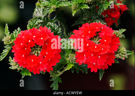 Verbena trailing Red Stock Photo - Alamy