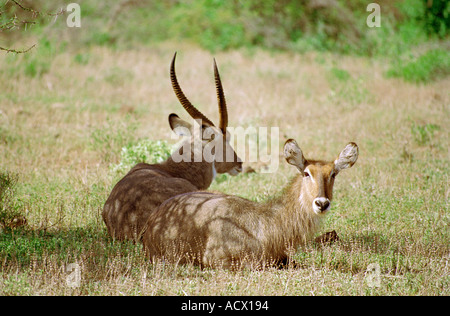 Common Waterbuck, kobus ellipsiprymnus, Pair standing in Swamp, Masai ...