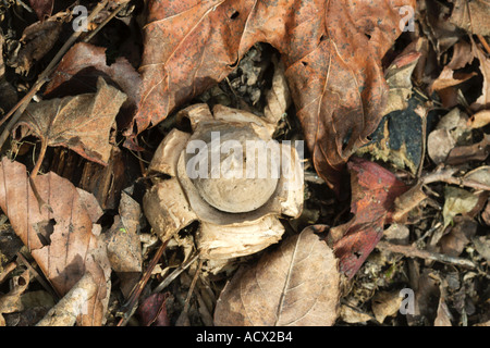 Common Earthstar fungi Geastrum triplex fruiting body, Potteric Carr ...