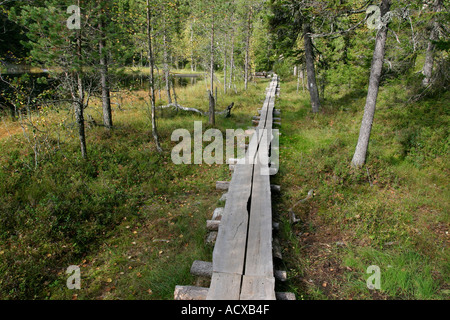 footpath made of planks through fenland Stock Photo - Alamy