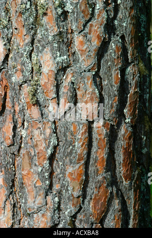 Pine tree detail Stock Photo - Alamy