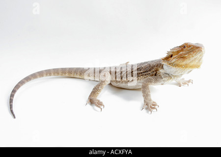 Bearded Dragon, blood-red (Amphibolorus vitticeps) (Pogona barbatus ...