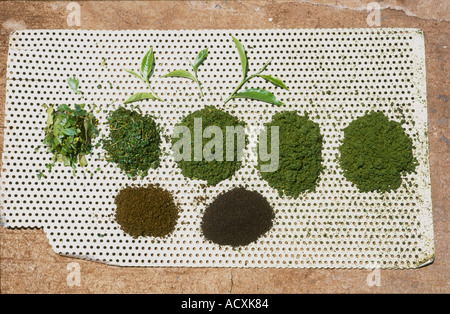 Stages of production of fermented tea leaves. Fermented Ivan-tea Stock ...