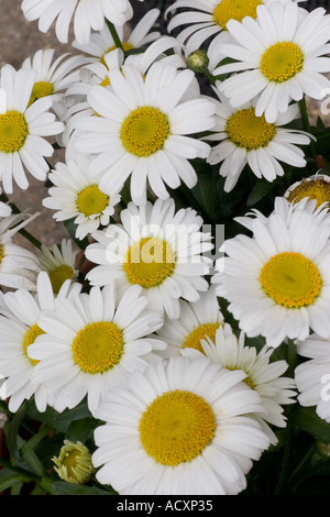 Dwarf Snow Daisy Margarite leucanthemum Stock Photo - Alamy