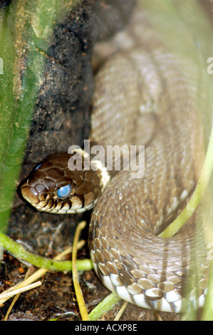 Grass snake (Natrix natrix) ready to shed skin with blue eye. A young ...