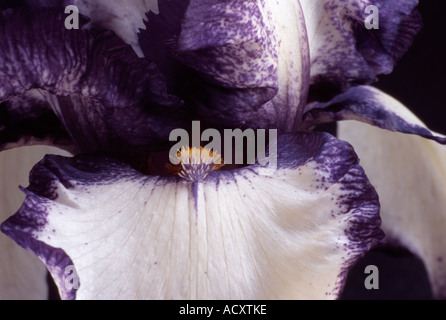 Bearded Iris 'Loop the Loop' Stock Photo - Alamy