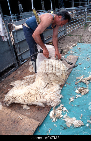 Sheep shearing Wiltshire England UK Stock Photo - Alamy