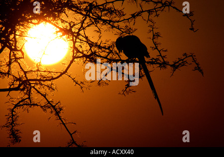 Longtailed Shrike, Corvinella melanoleuca, Laniidae, bird, animal ...